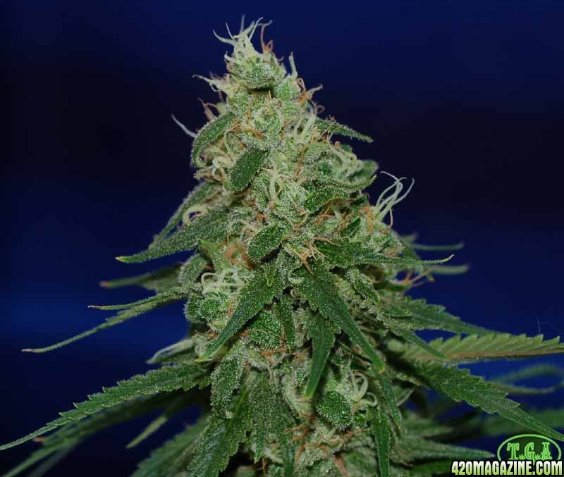 Greenhouse | 420 Monkeys