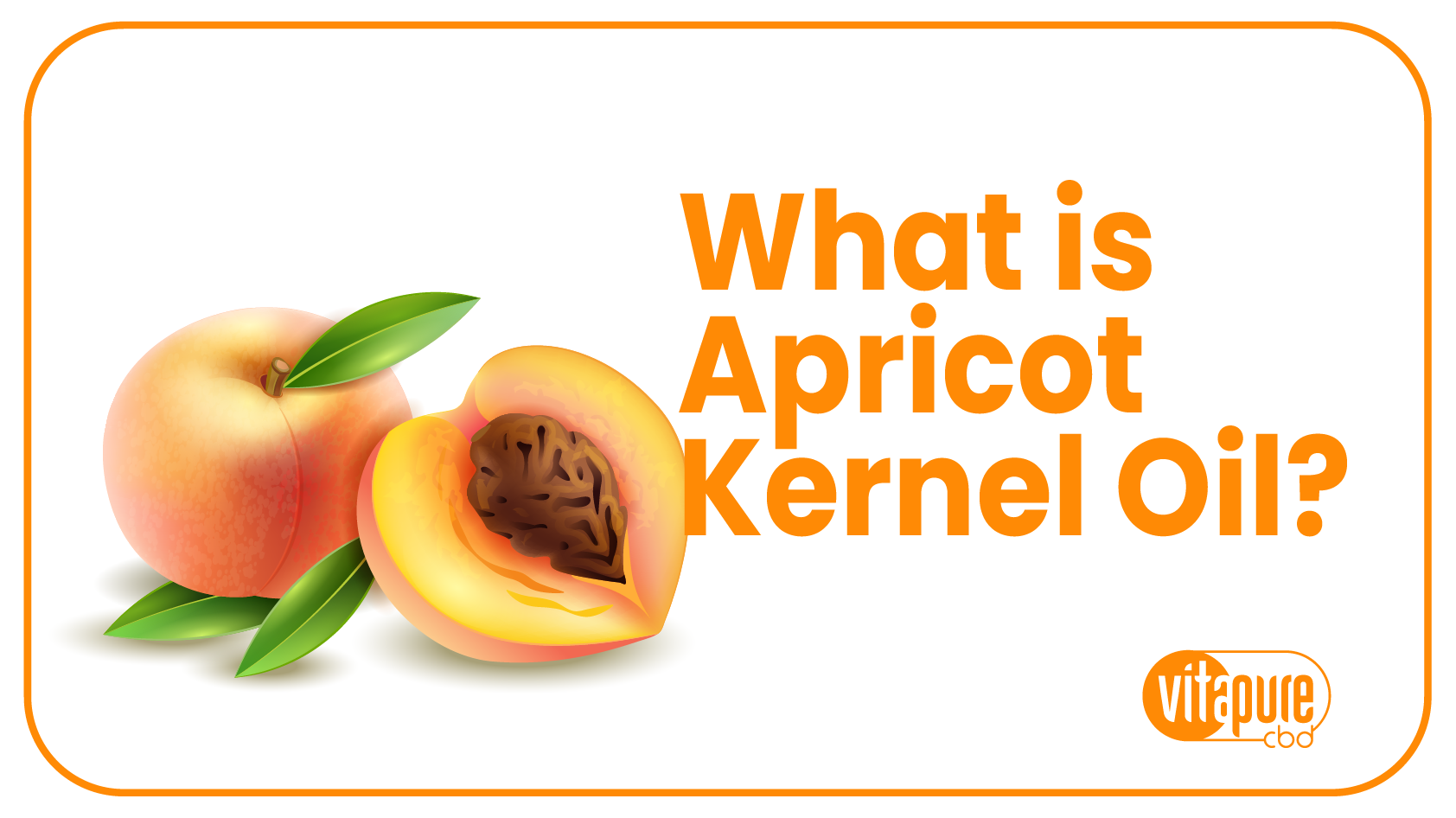 Apricot Kernel Oil | CBD Ingredient Glossary | Organna CBD