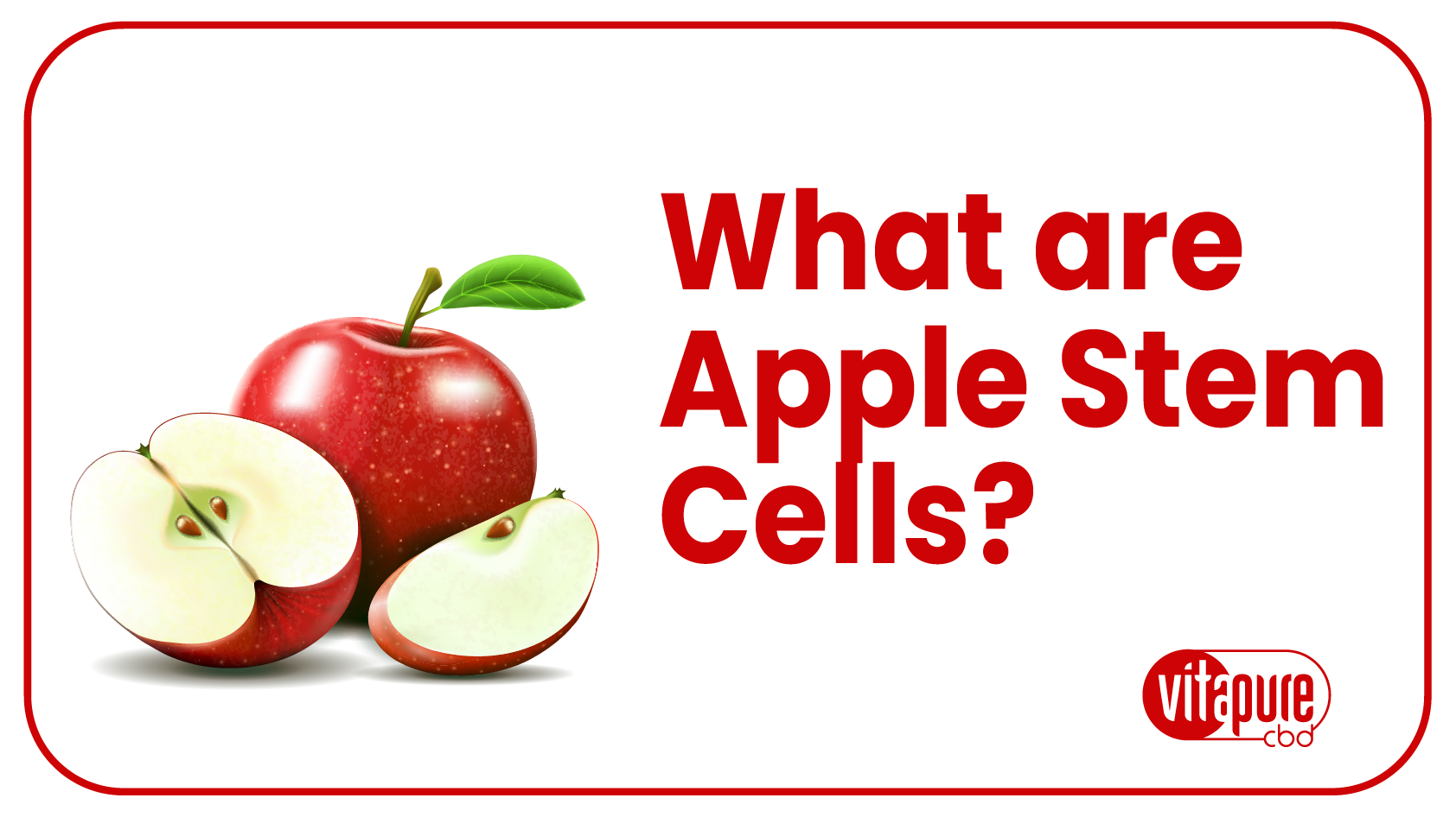 Apple Stem Cells | CBD Ingredient Glossary | Organna CBD