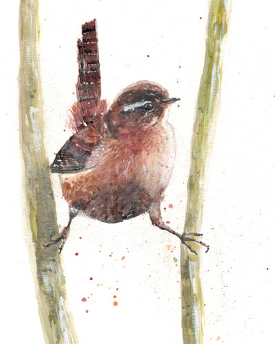 Chubby Wren Print | Wrenhaven