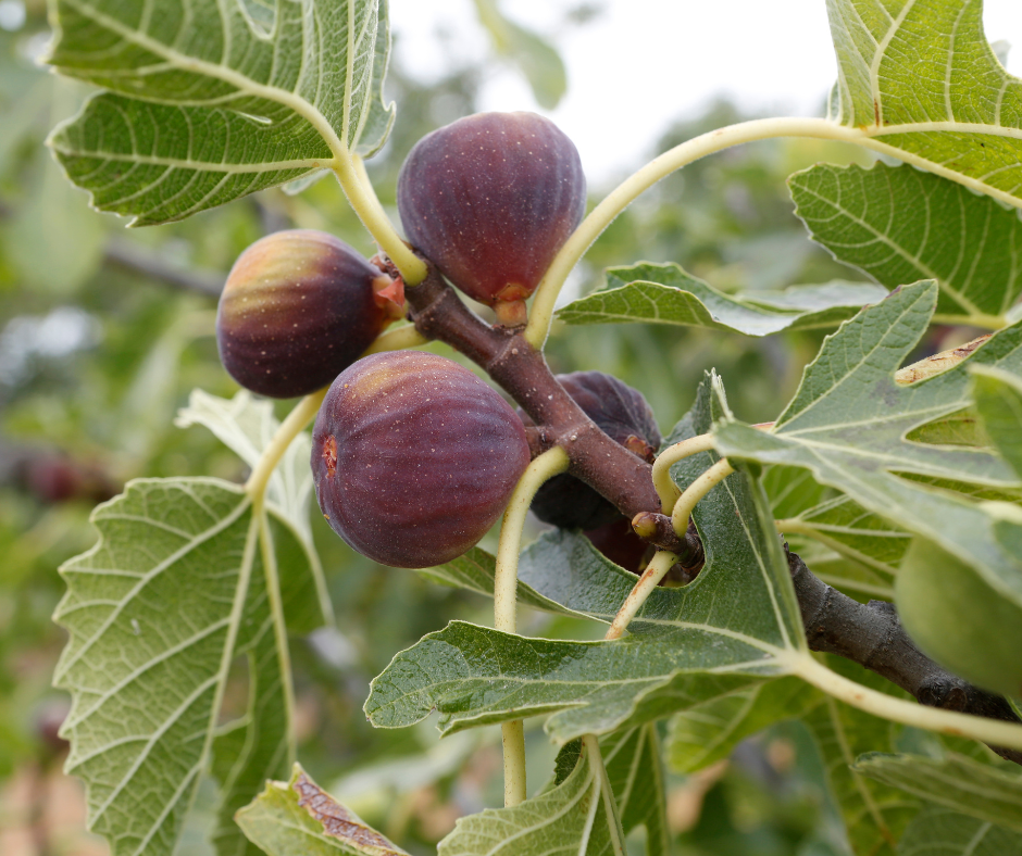 Growing Figs in Northwest Arkansas with The American Fig Company ...