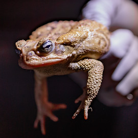 CANE TOAD REMOVAL | Toad Busters - Florida Cane Toad Removal ...