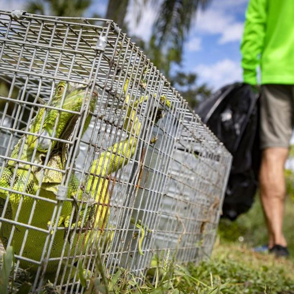 PHOTOS | Toad Busters - Florida Cane Toad Removal & Prevention ...