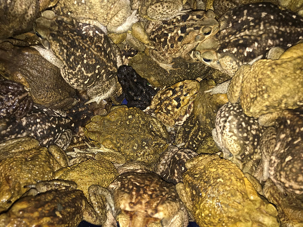 PHOTOS | Toad Busters - Florida Cane Toad Removal & Prevention ...