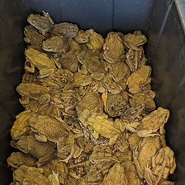 CANE TOAD REMOVAL | Toad Busters - Florida Cane Toad Removal ...