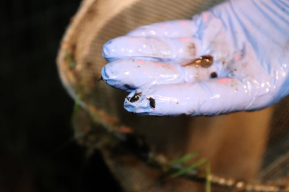PHOTOS | Toad Busters - Florida Cane Toad Removal & Prevention ...
