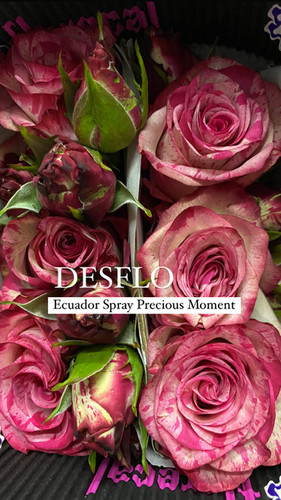 Ecuador spray precious moment | Desflo