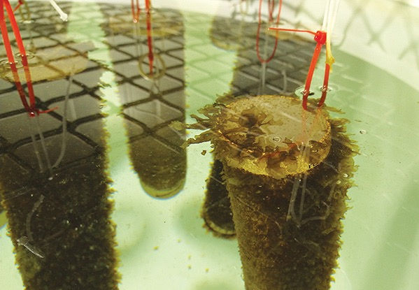 First farmed kelp harvests for Tasmania