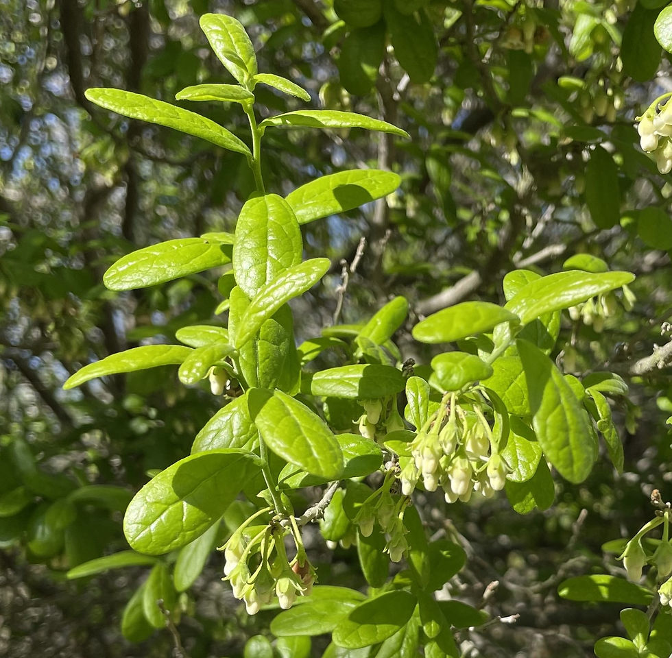Two interesting native trees benefit birds, the landscape