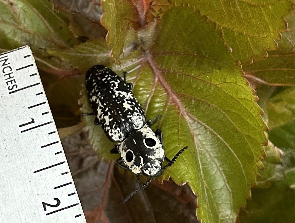 Anita’s Blog – Big Bug Brigade