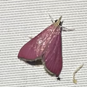 Anita’s Blog – ID Your Emerging Native Plants