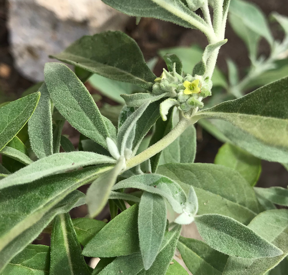 The interesting genus of Buddleja, the butterfly bush
