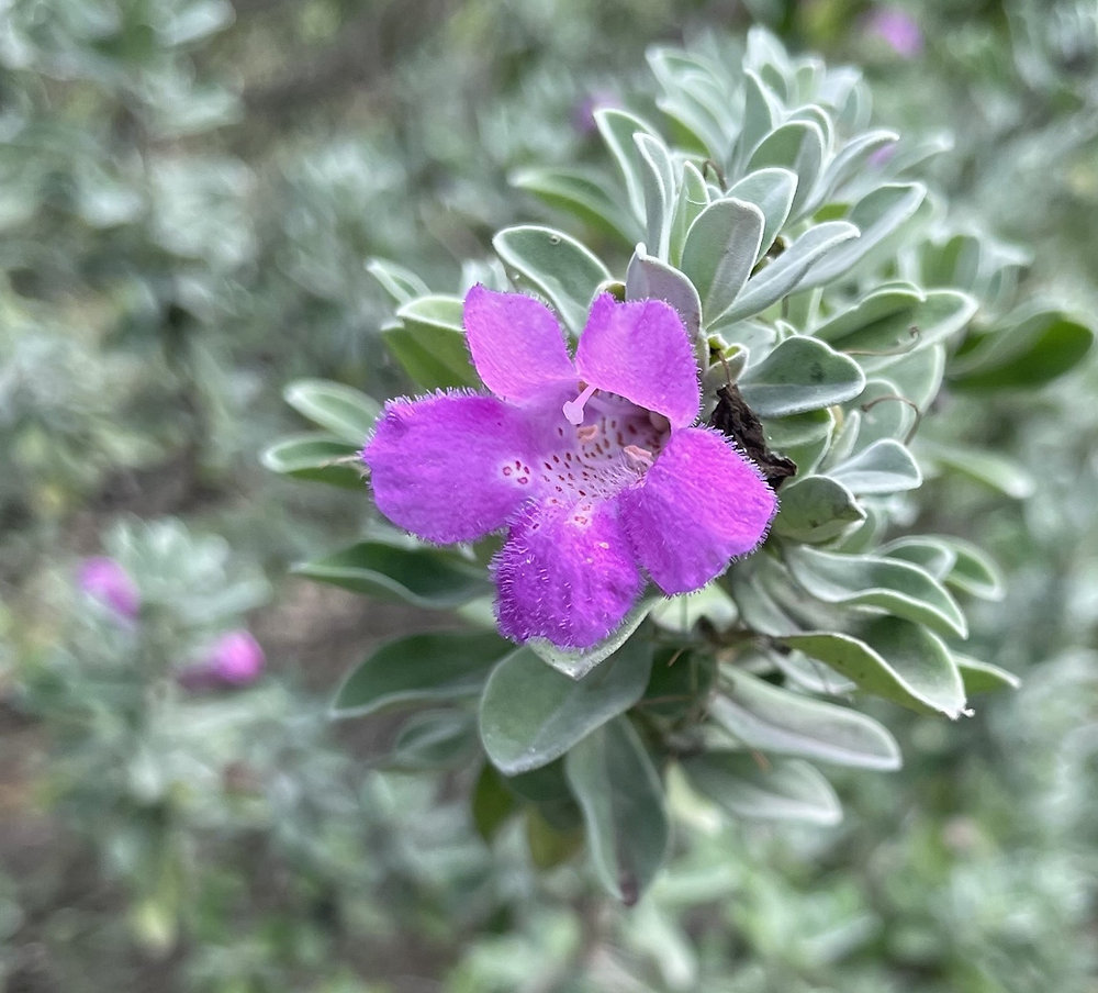A winter garden can be colorful with select native plants