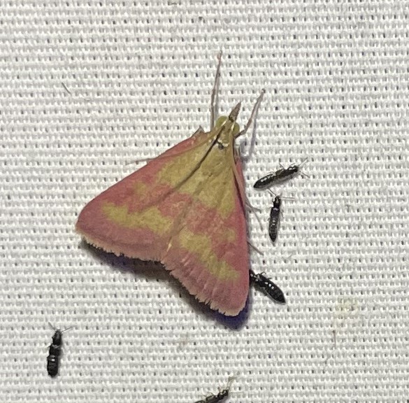 Anita’s Blog – ID Your Emerging Native Plants