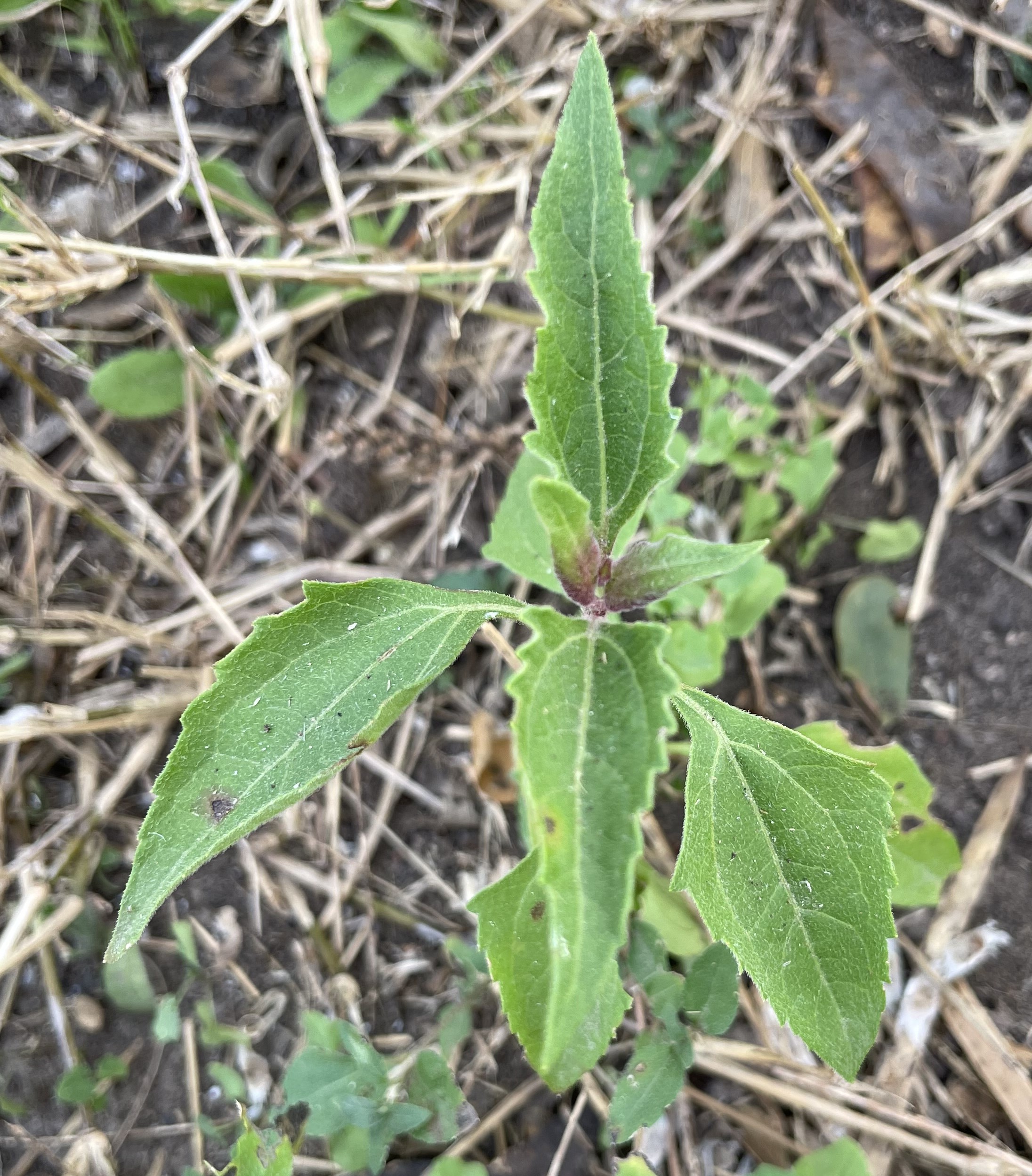 Anita’s Blog – ID Your Emerging Native Plants