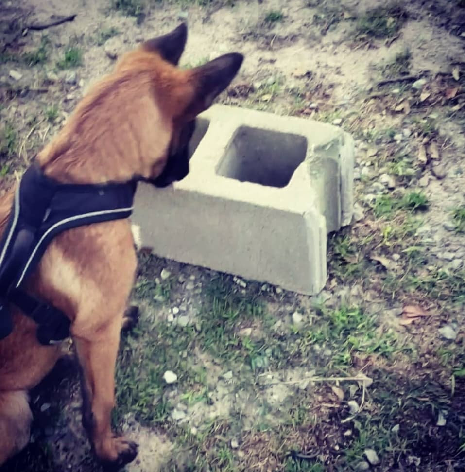 Narcotics Detection | The Dog Trainers