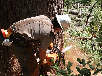 Logging Crew | pacific-forest