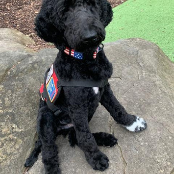 Service Dogs | Events | Tails of Valor, Paws of Honor Inc.