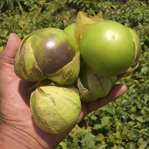 Tomatillo Morado Plus - Sobre de 100 Millares | AGRO A&B