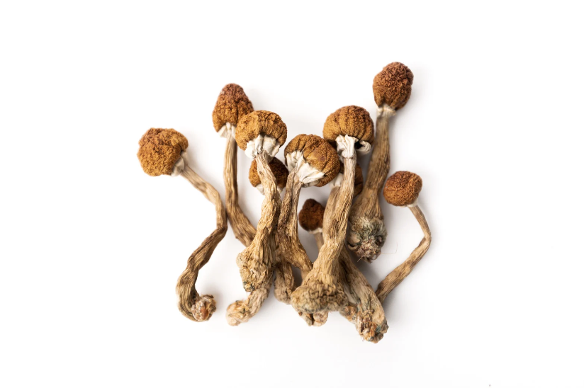 Magic Mushrooms: Best Shroom Strains and Their Effects