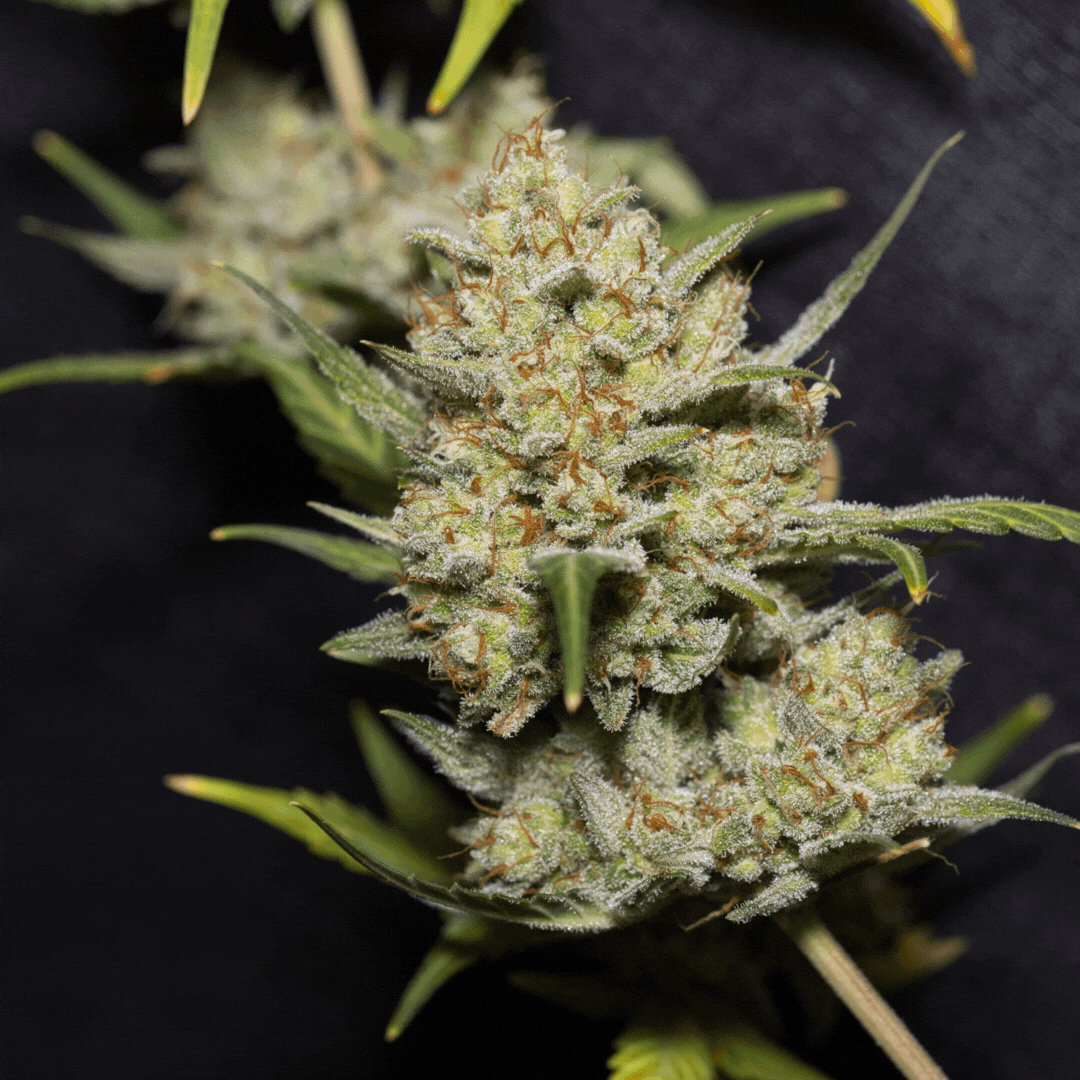 Marijuana Black Friday Deals