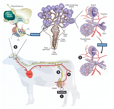 Neuroendocrine Reflexes | animalsciences