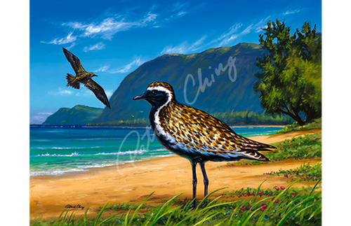 Kolea | Patrick Ching