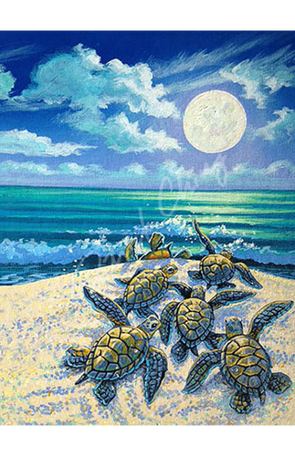 Honu Hatchlings | Patrick Ching