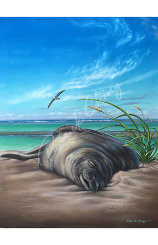 Seal Dreams | Patrick Ching