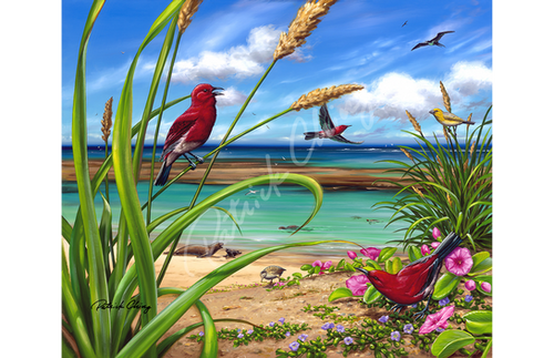 Laysan Apapane | Patrick Ching