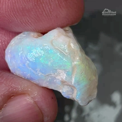 Opalised Shell $320 | Unearthed Aust Opal
