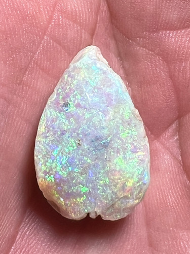 Rough Semi Crystal Shell Fossil $800 | Unearthed Aust Opal