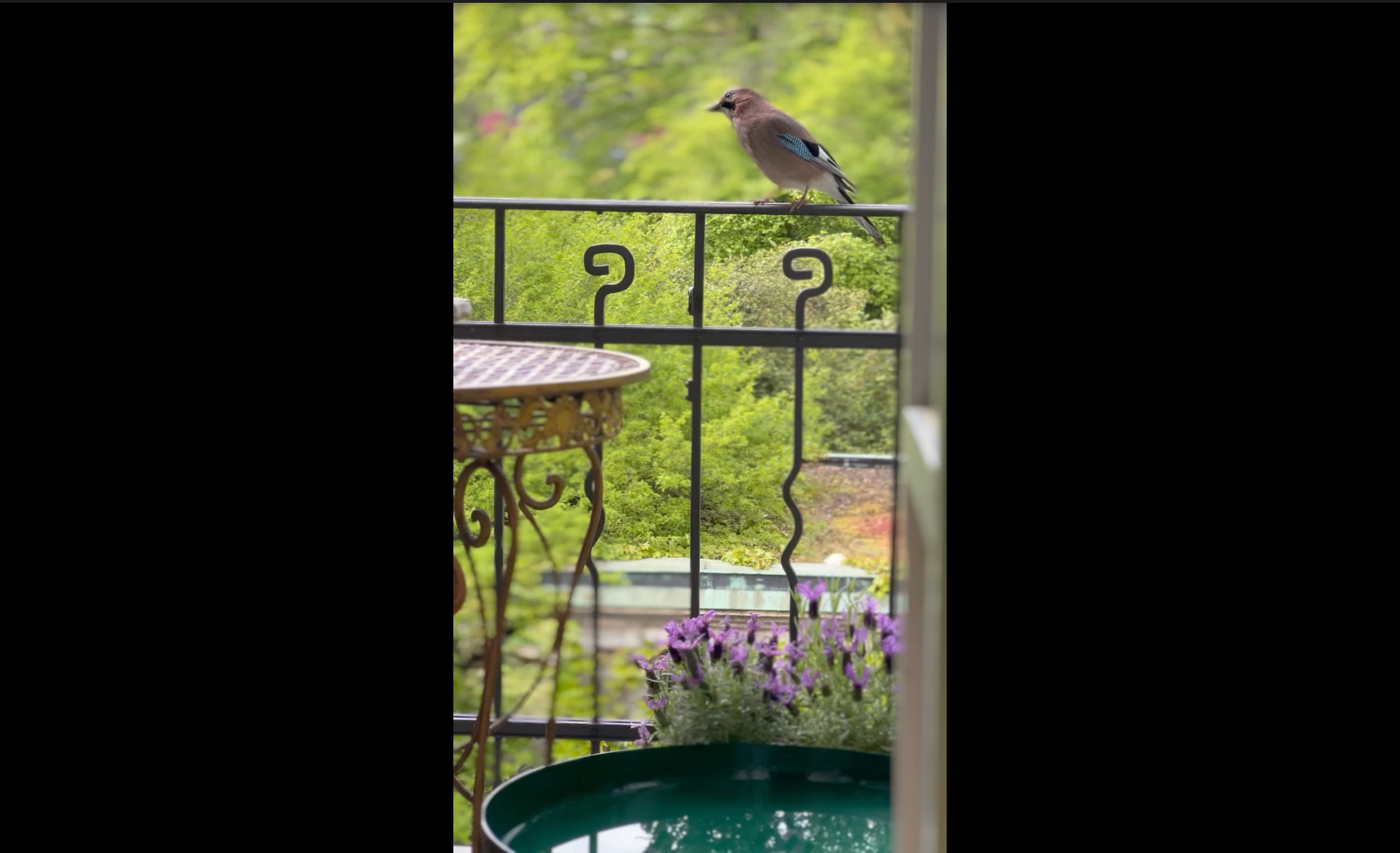 WARRIORS OF THE RAINBOW | DELIGHTS OF US