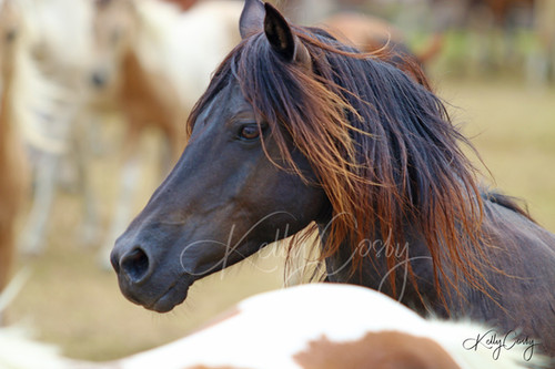 Ace - High | Kelly Cosby Photogra