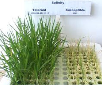 Salt Tolerant Crops | Gmos