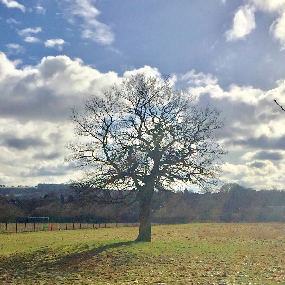The OAK Tree: Symbol of Strength, Depth, Width, and Height!