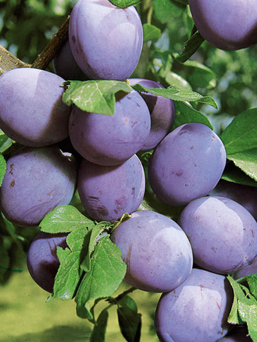 Stanley Plum Tree | WhippleCreek Berries