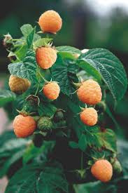 Fall Gold Raspberry | WhippleCreek Berries