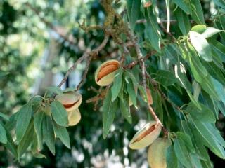 Texas Mission Almond Tree | WhippleCreek Berries