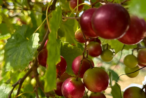 Ruby Crisp Muscadine | WhippleCreek Berries
