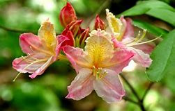 Tri-Lights Azalea | WhippleCreek Berries