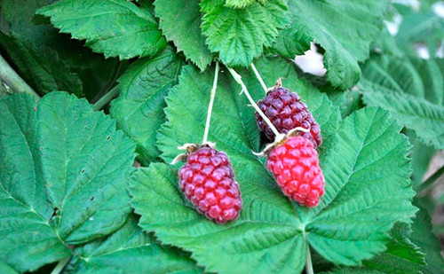 Black New Logan Raspberry Hybrid | WhippleCreek Berries