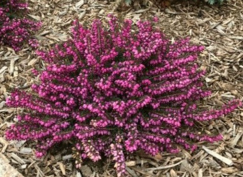 Kramer's Red Heather | WhippleCreek Berries