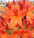 Dragon Fire Azalea | WhippleCreek Berries