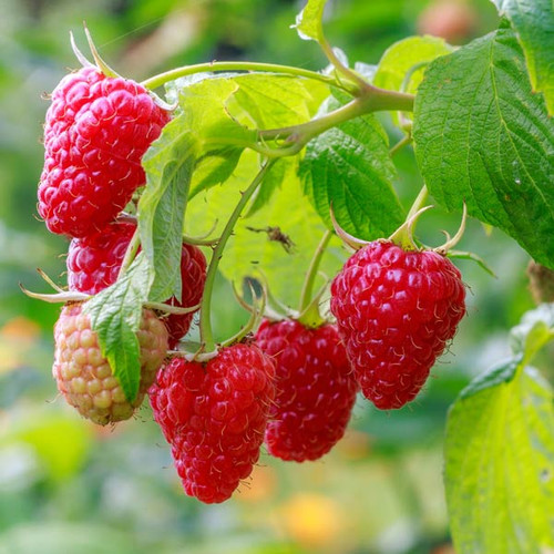 Cascade Delight Raspberry | WhippleCreek Berries