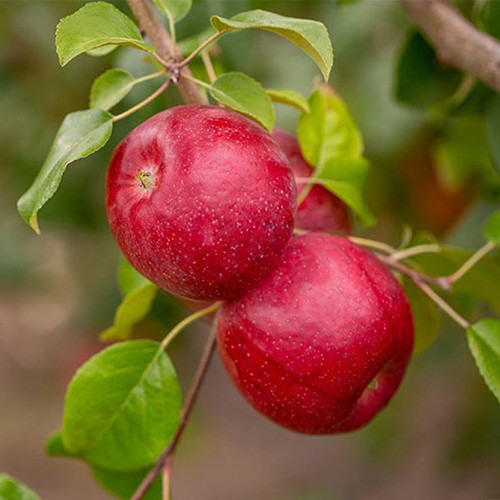 Triumph Apple Tree | WhippleCreek Berries
