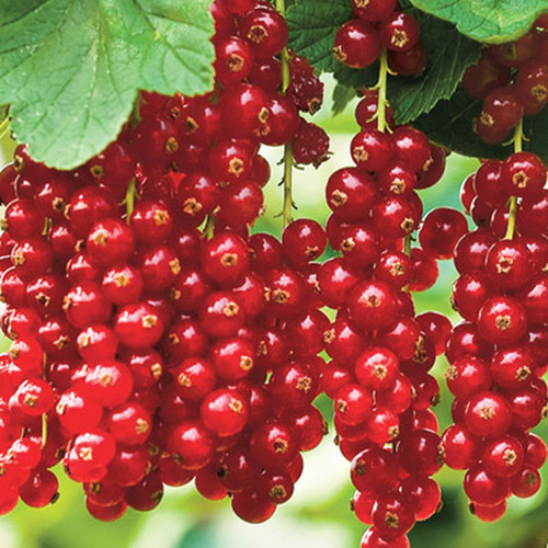 Red Currant | WhippleCreek Berries