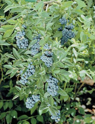 Jewel Blueberry | WhippleCreek Berries