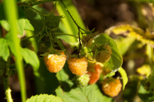Honey Queen Raspberry | WhippleCreek Berries