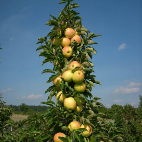 North Pole Apple Tree | WhippleCreek Berries